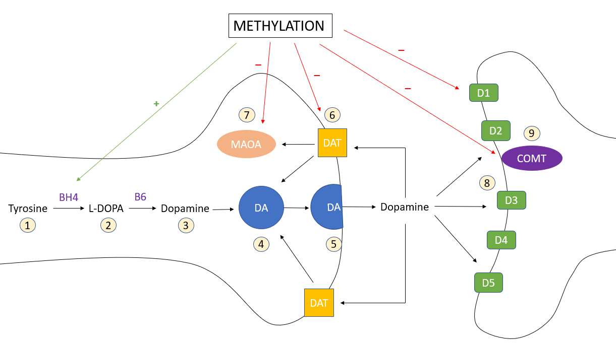 Neurotransmitters Part 1 - Stefanianev.com